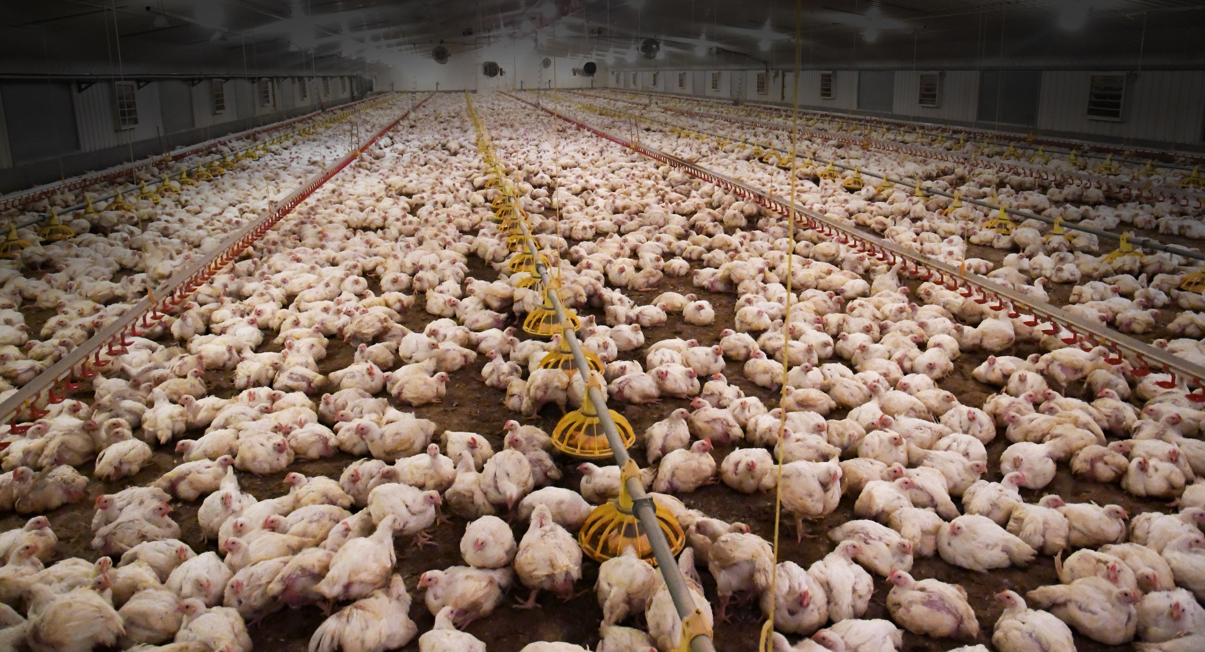 Bulk Chicken Sale, and Meet your Meat Chickens